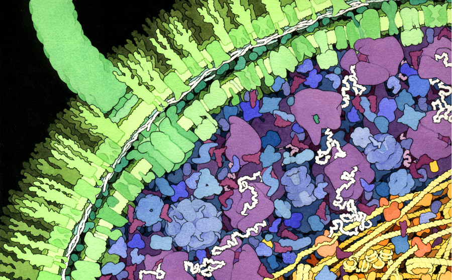 CREATORS – David Goodsell | Polyfield Magazine