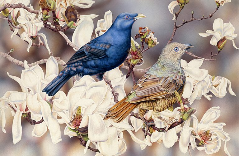 CREATORS – Heidi Willis | Polyfield Magazine