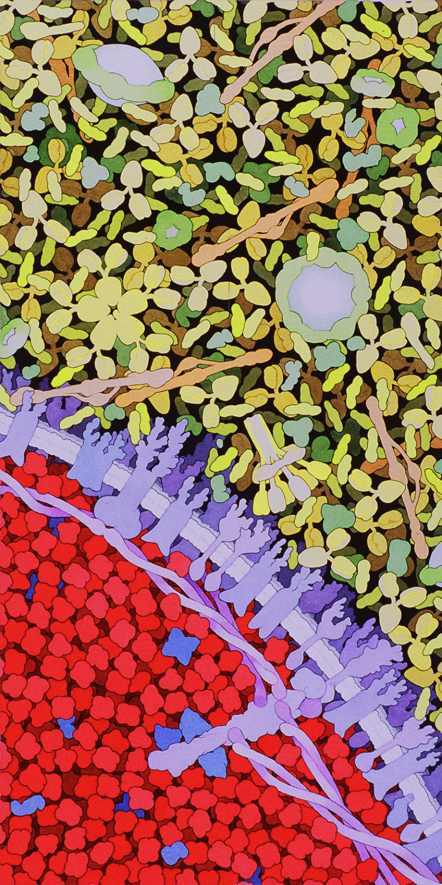CREATORS – David Goodsell | Polyfield Magazine