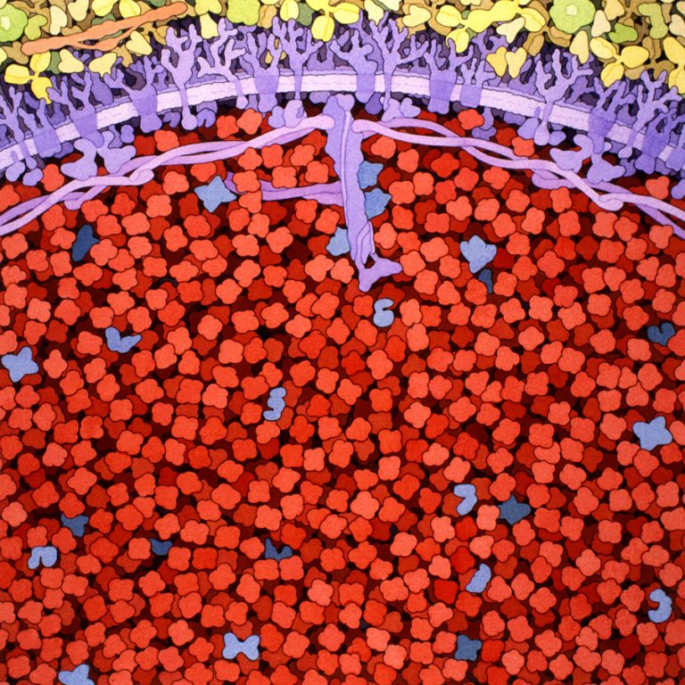 CREATORS – David Goodsell | Polyfield Magazine