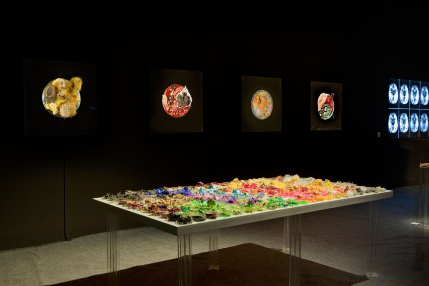 CREATORS – Suzanne Anker | Polyfield Magazine