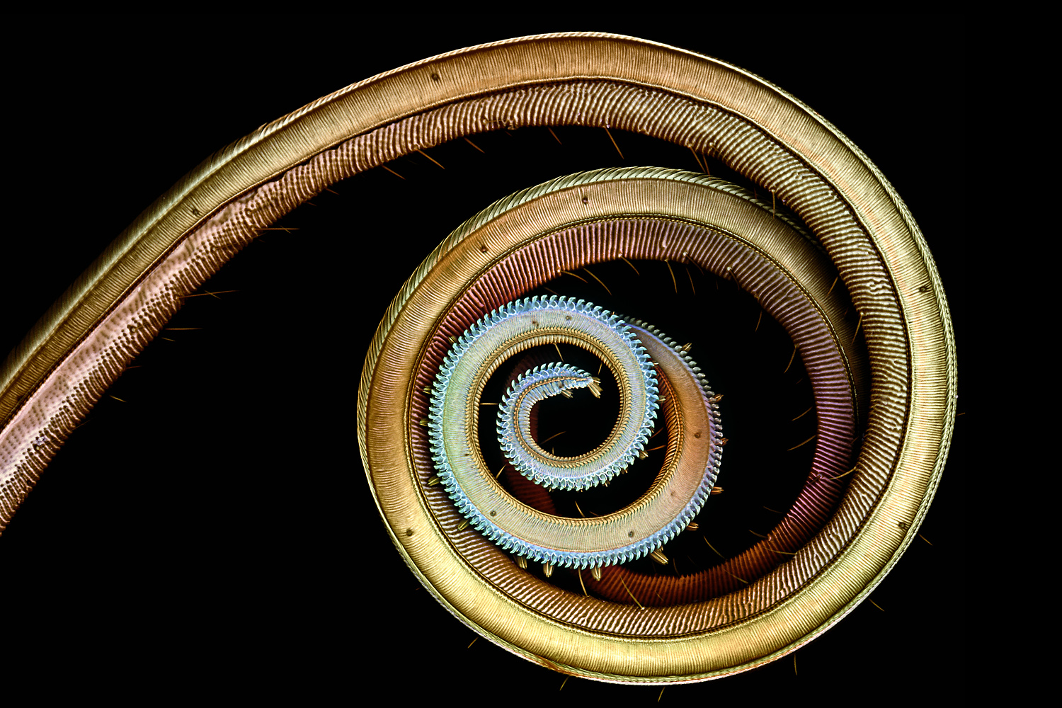 CREATORS – Igor Siwanowicz | Polyfield Magazine