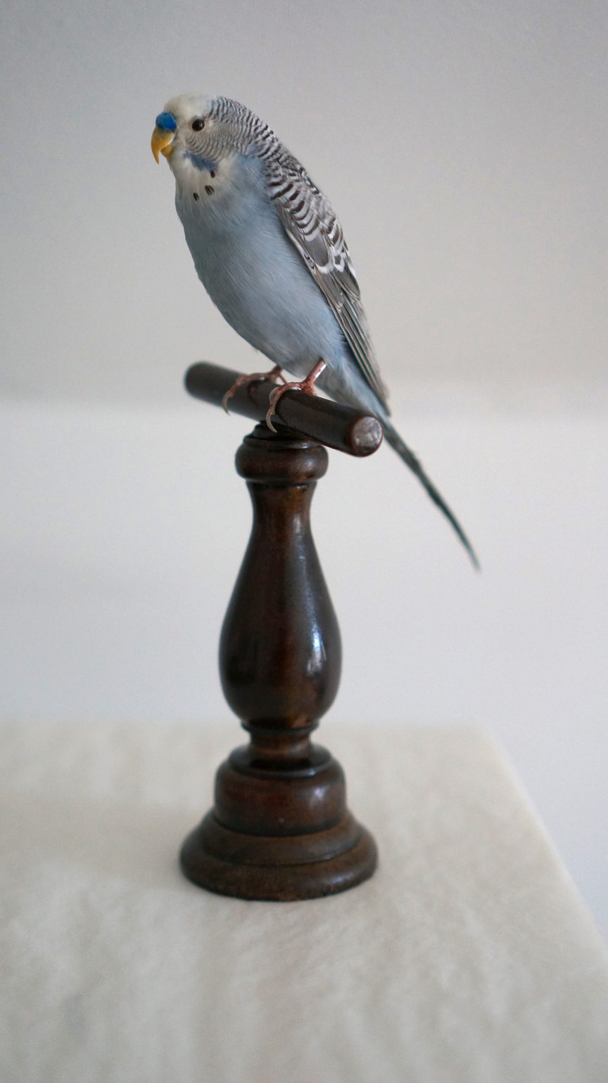 CREATORS – Divya Anantharaman | Polyfield Magazine